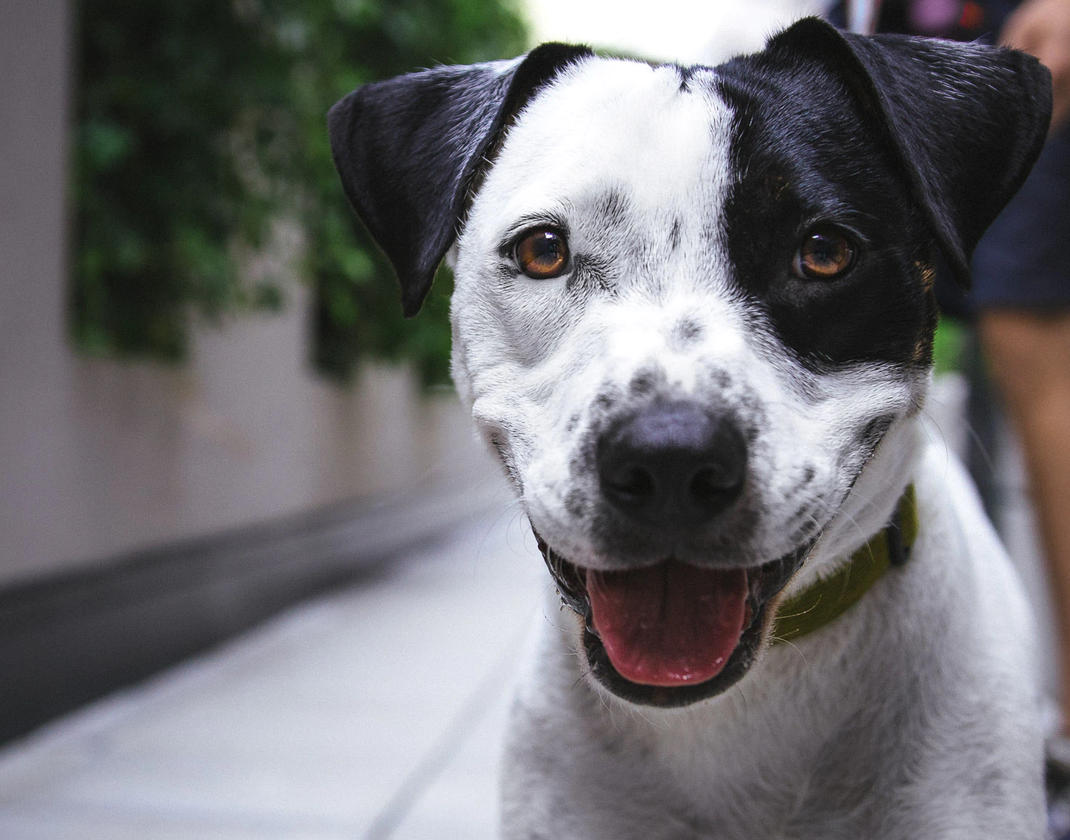 PetJoy - Happy Healthy Pets – PetJoy Supplements